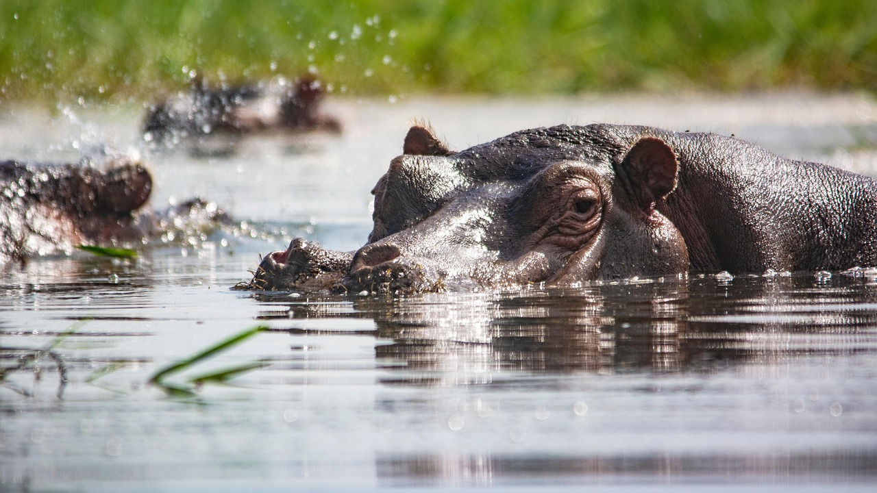Hippo Hippopotamus River - Free photo on Pixabay