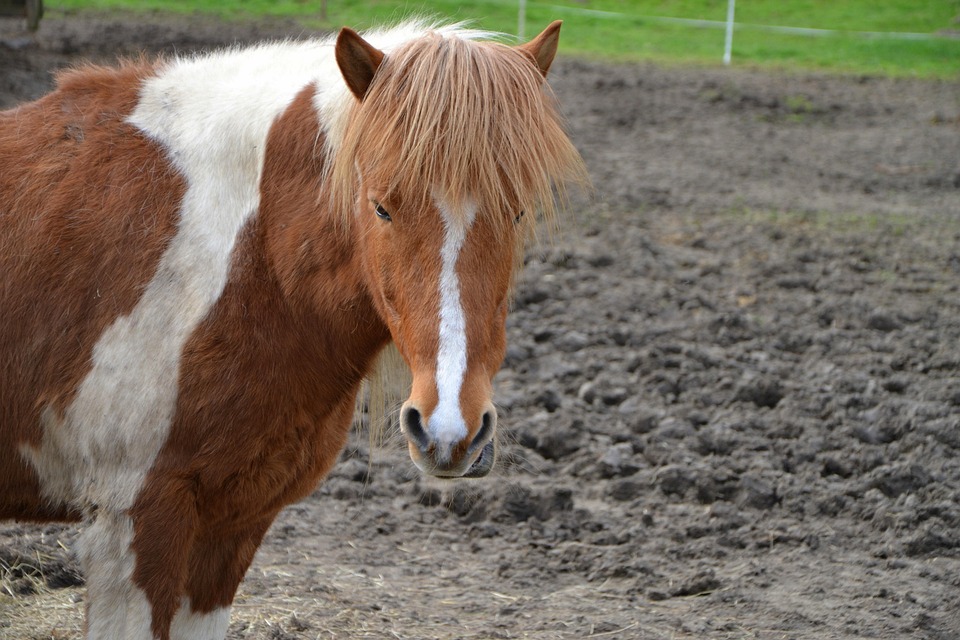 Pony Pferd Reiterhof - Kostenloses Foto auf Pixabay - Pixabay