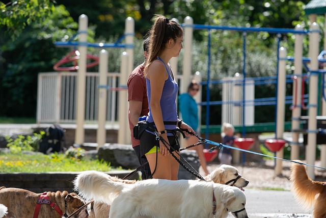 Stroll Dogs Park - Free photo on Pixabay