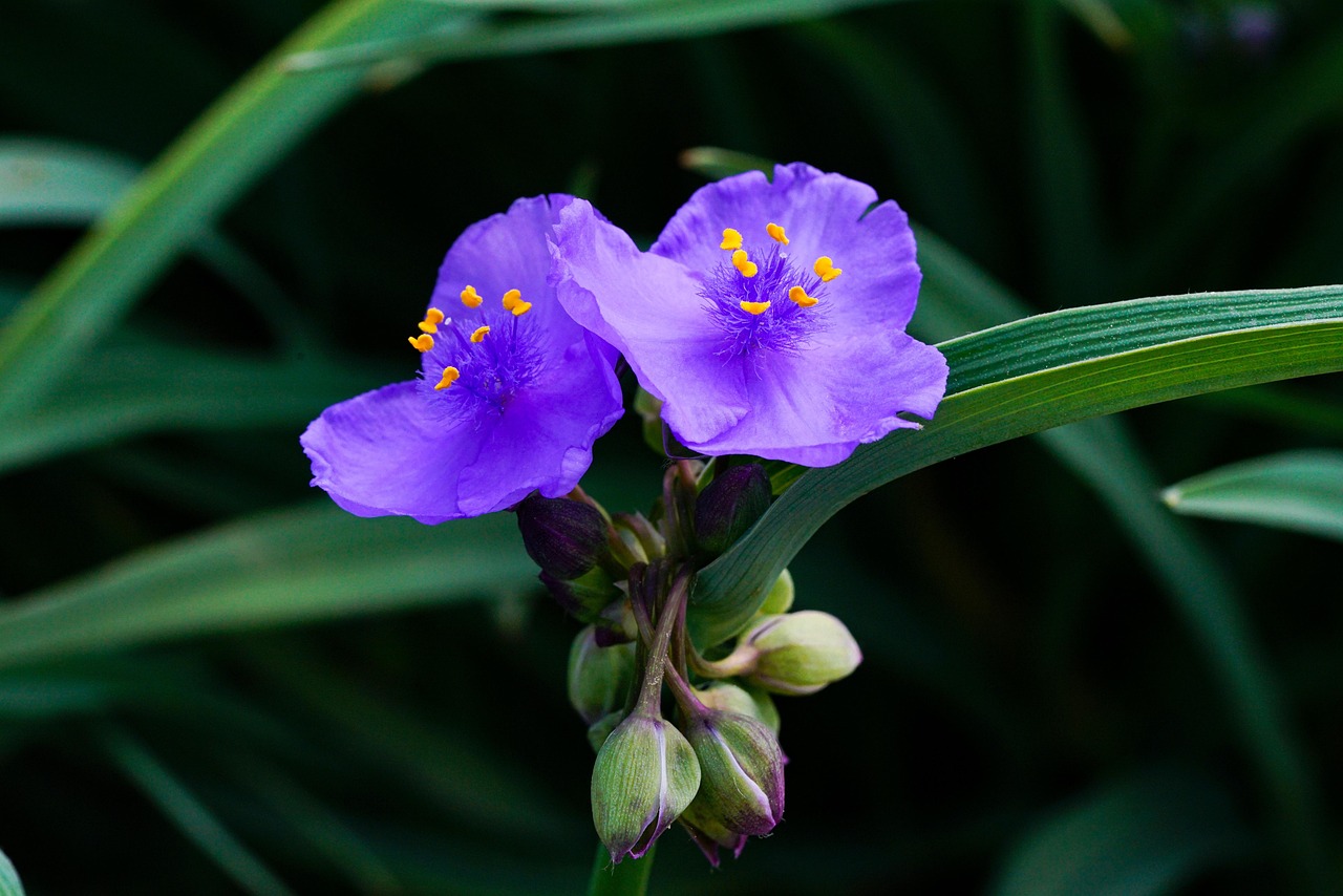 Fleur Sauvage Plantes - Photo gratuite sur Pixabay - Pixabay