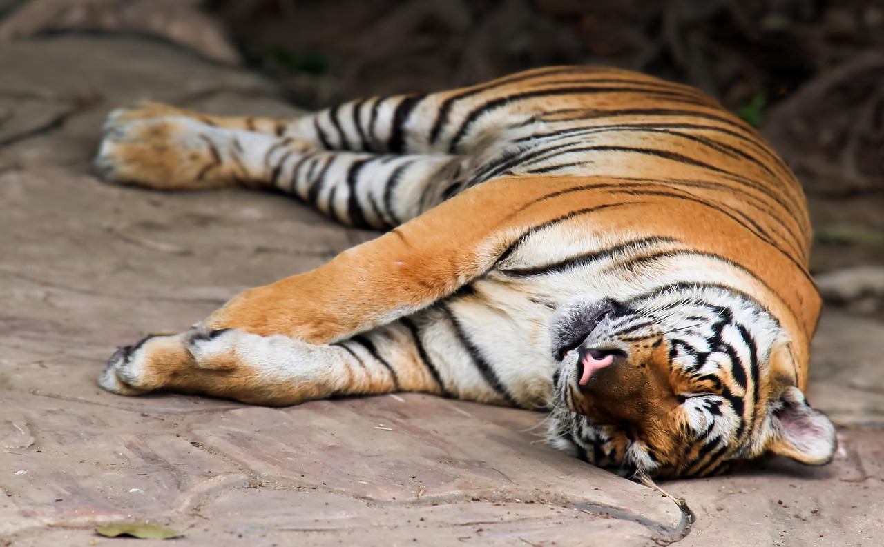 Animal Tiger Mammal - Free photo on Pixabay - Pixabay
