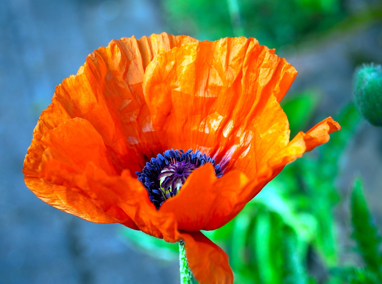 Coquelicot Fleur Pavot Orange - Photo gratuite sur Pixabay - Pixabay