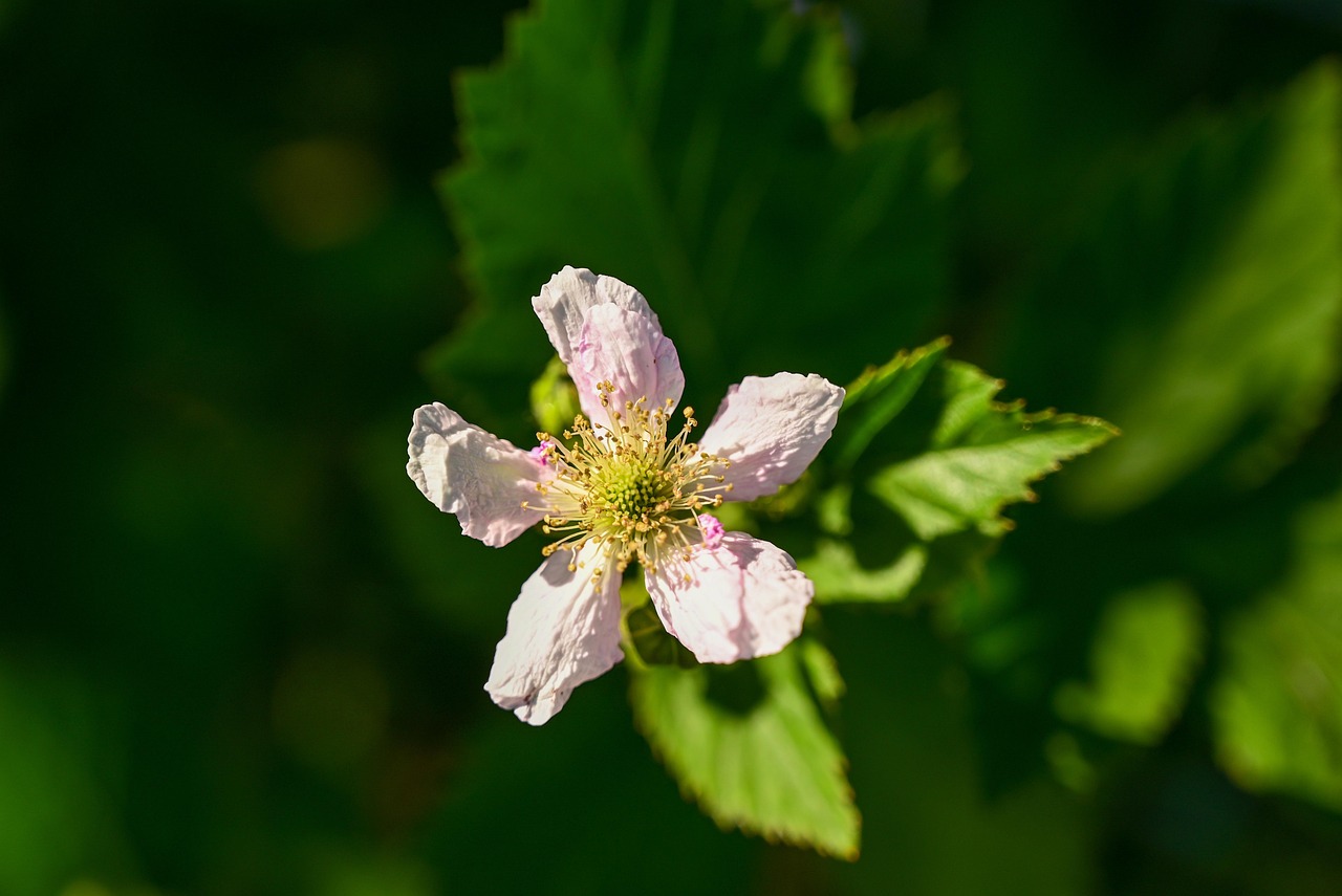 Blackberry Flowers Bloom - Free photo on Pixabay - Pixabay