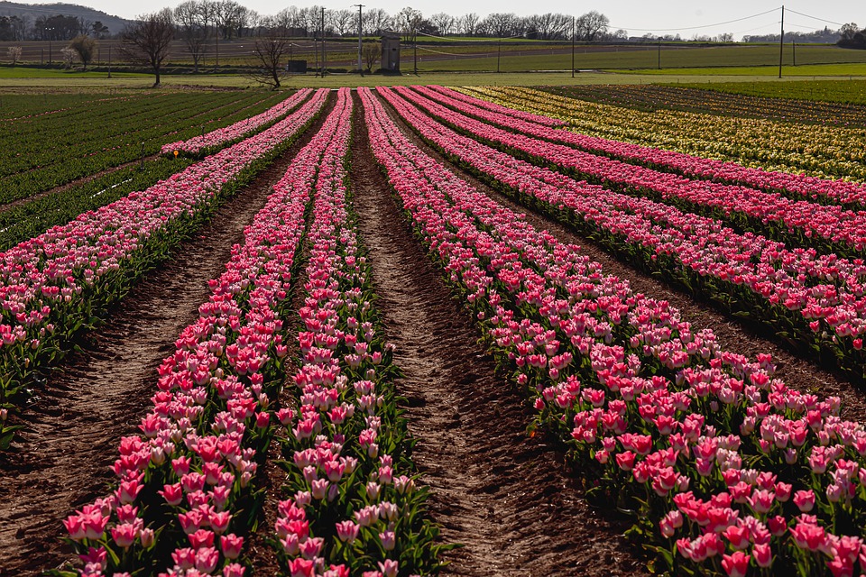 Tulip Bidang Bunga - Foto gratis di Pixabay - Pixabay