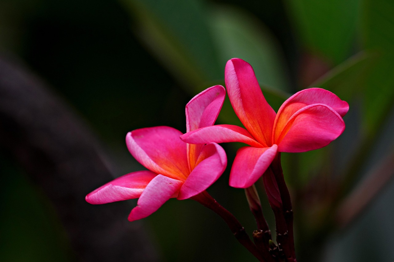 Araliya Plumeria Flower Sri - Free photo on Pixabay