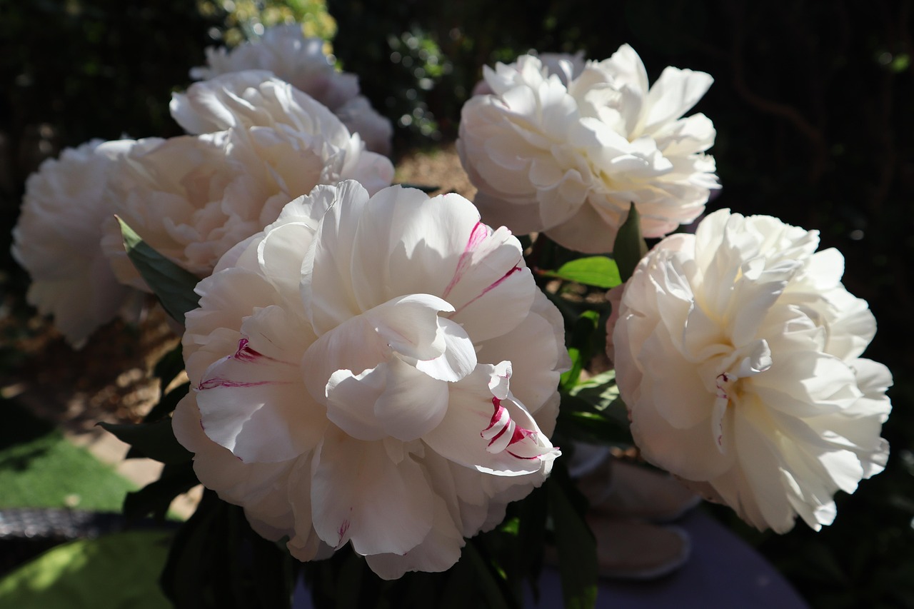 Flores Peônia Flora - Foto gratuita no Pixabay - Pixabay