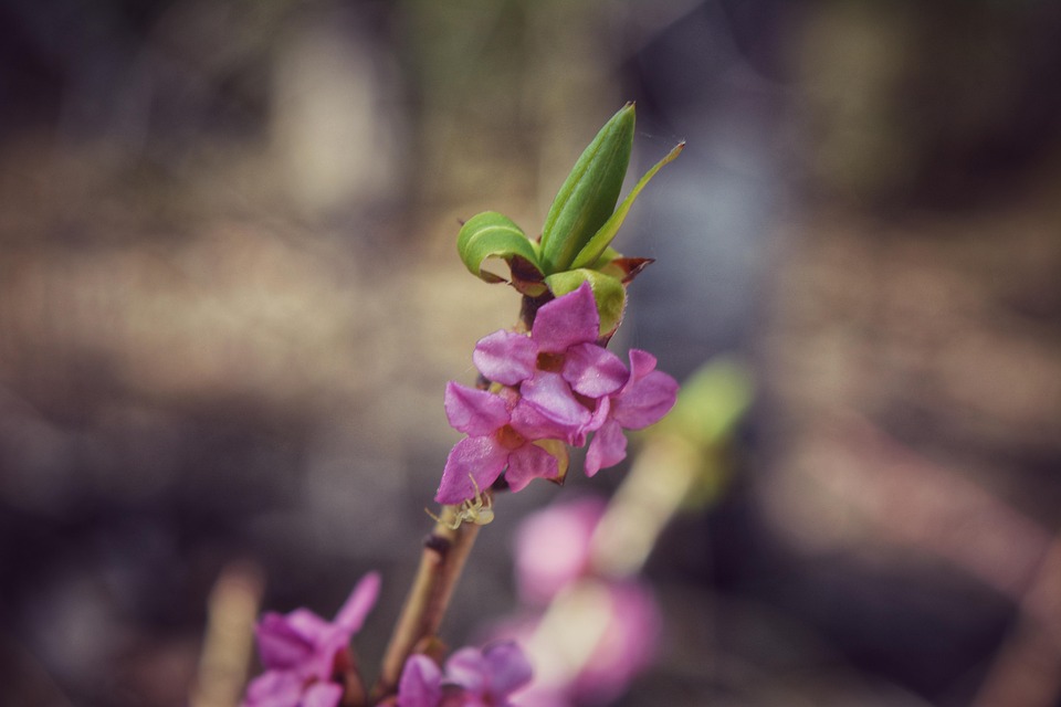 Fleur Daphné Mezereum Nature - Photo gratuite sur Pixabay