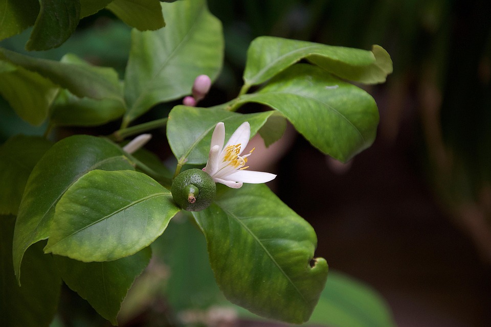 Lemon Bunga Berbunga Musim - Foto gratis di Pixabay - Pixabay