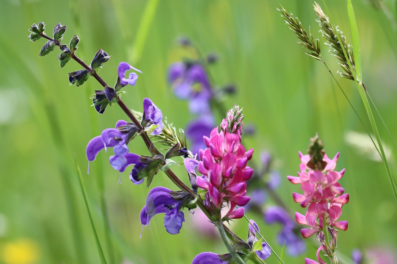 Fleur Prairie Fleurie - Photo gratuite sur Pixabay - Pixabay