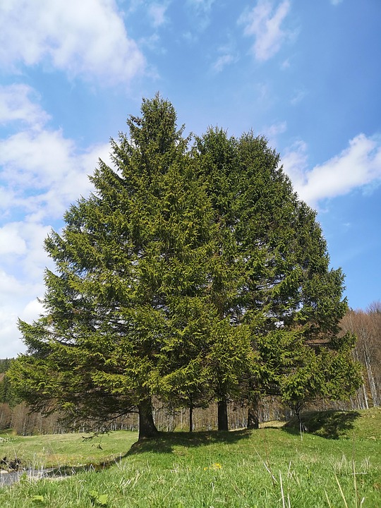 Mountain Tree Blue Sky In The Free Photo On Pixabay Pixabay