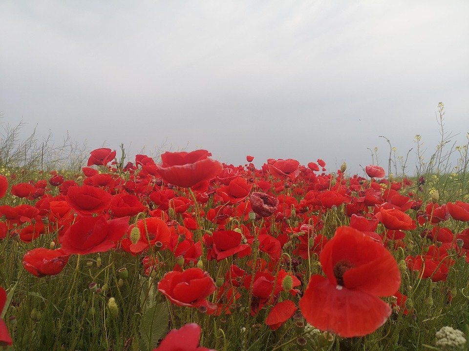 Poppy Field Nature Travel Relaxing - Free photo on Pixabay - Pixabay