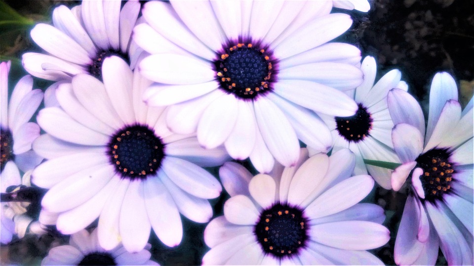 Daisies Flowers Margarita - Free photo on Pixabay