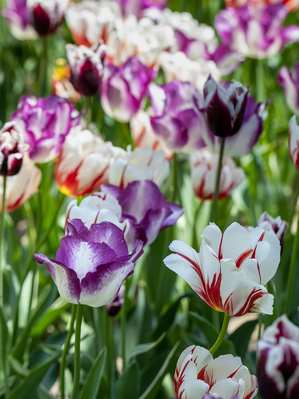 Tulipas Flores Primavera - Foto gratuita no Pixabay - Pixabay