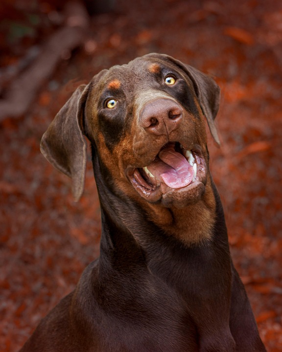 Pies Doberman Zwierzę Domowe - Darmowe zdjęcie na Pixabay