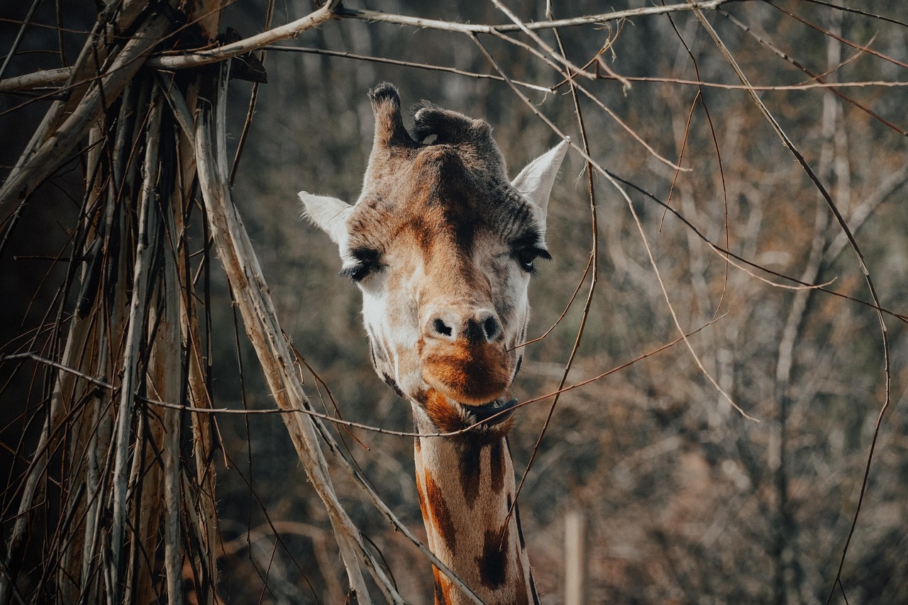 Giraffe Africa Nature - Free photo on Pixabay