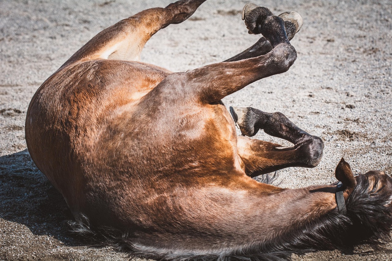 Horse Animal Mammal - Free photo on Pixabay - Pixabay