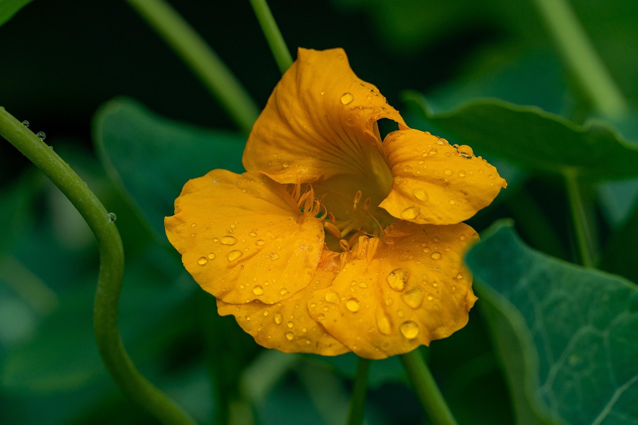 Bunga Kelopak Warna Ungu Tua - Foto gratis di Pixabay - Pixabay