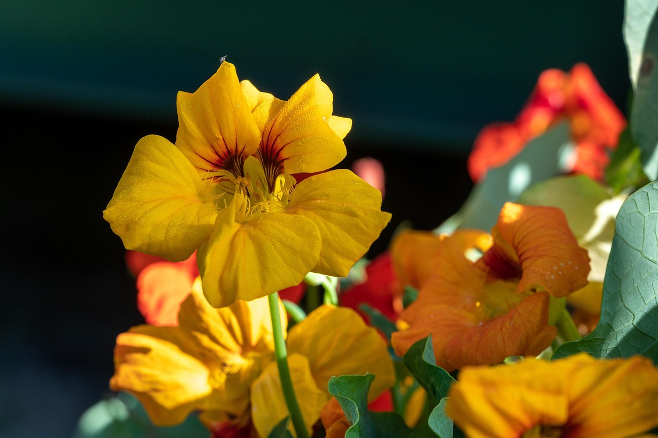 Flowers Petunia Petals Flower Free Photo On Pixabay Pixabay