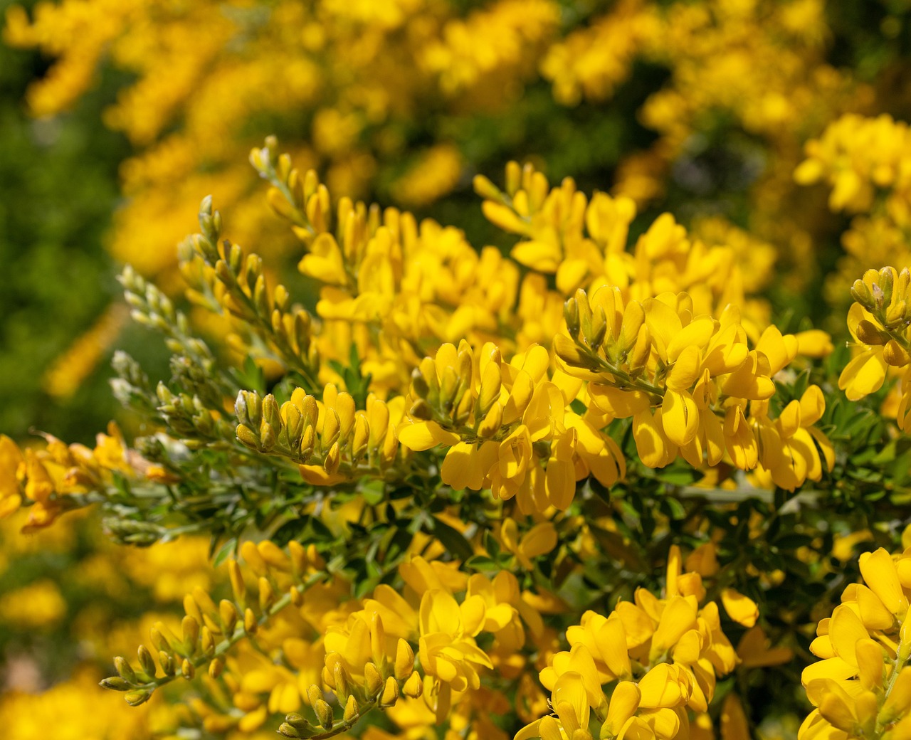 Flower French Broom Granista - Free photo on Pixabay - Pixabay