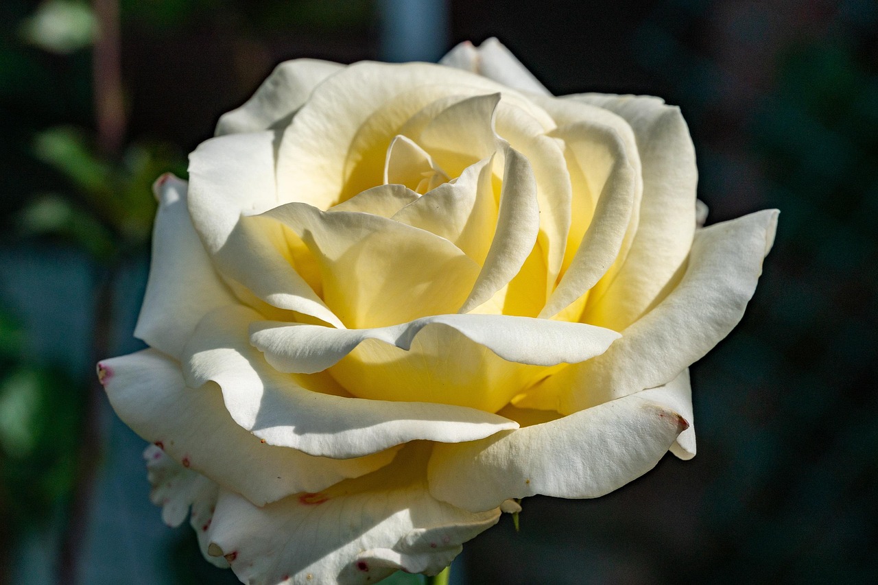 White Rose Picture Free Download