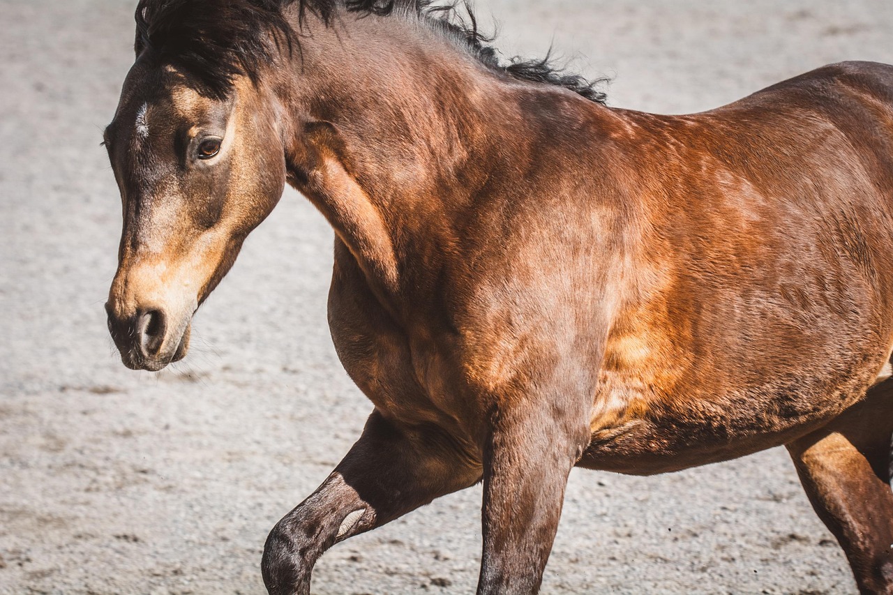 Caballo Animal Mamífero - Foto gratis en Pixabay - Pixabay