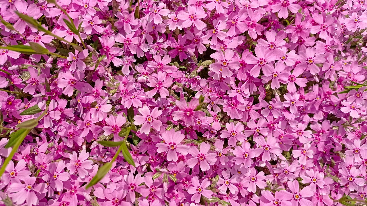 Flores Rosado Frasco - Foto gratis en Pixabay - Pixabay