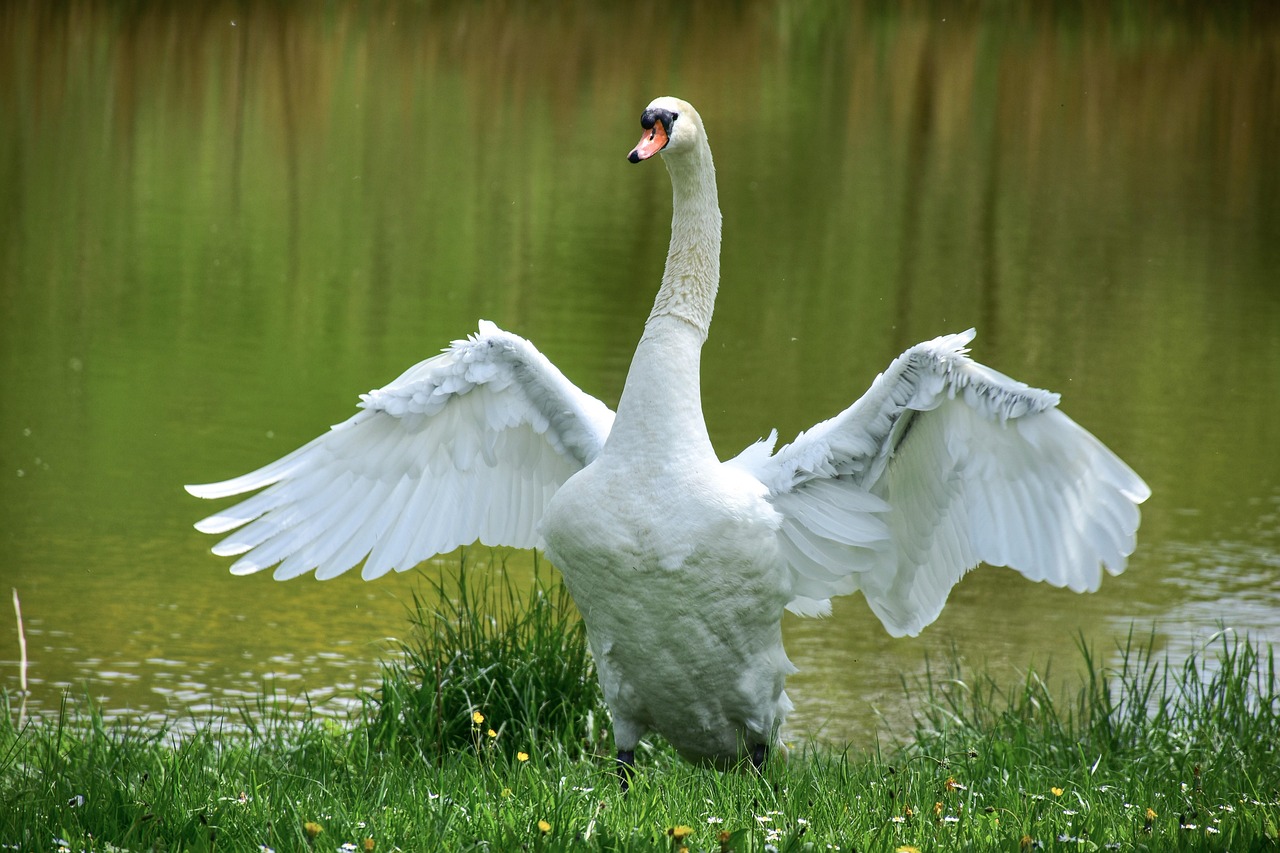 10,000+ Free Swan & Nature Images - Pixabay