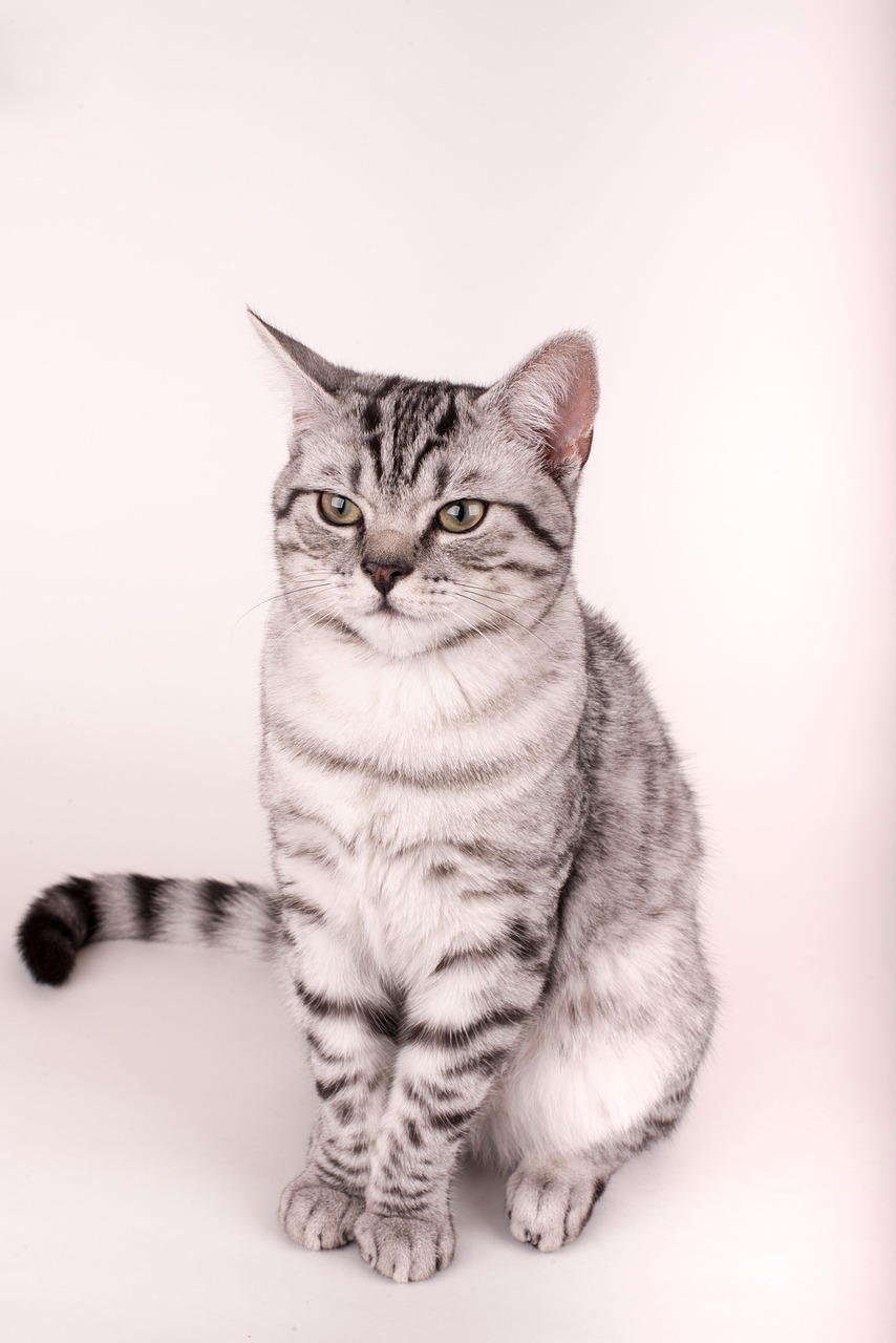 Cat Kitten Feline - Free photo on Pixabay