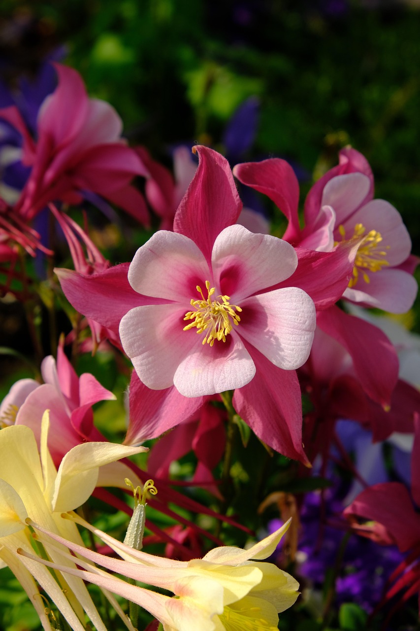 Flowers Plant Petal - Free photo on Pixabay - Pixabay