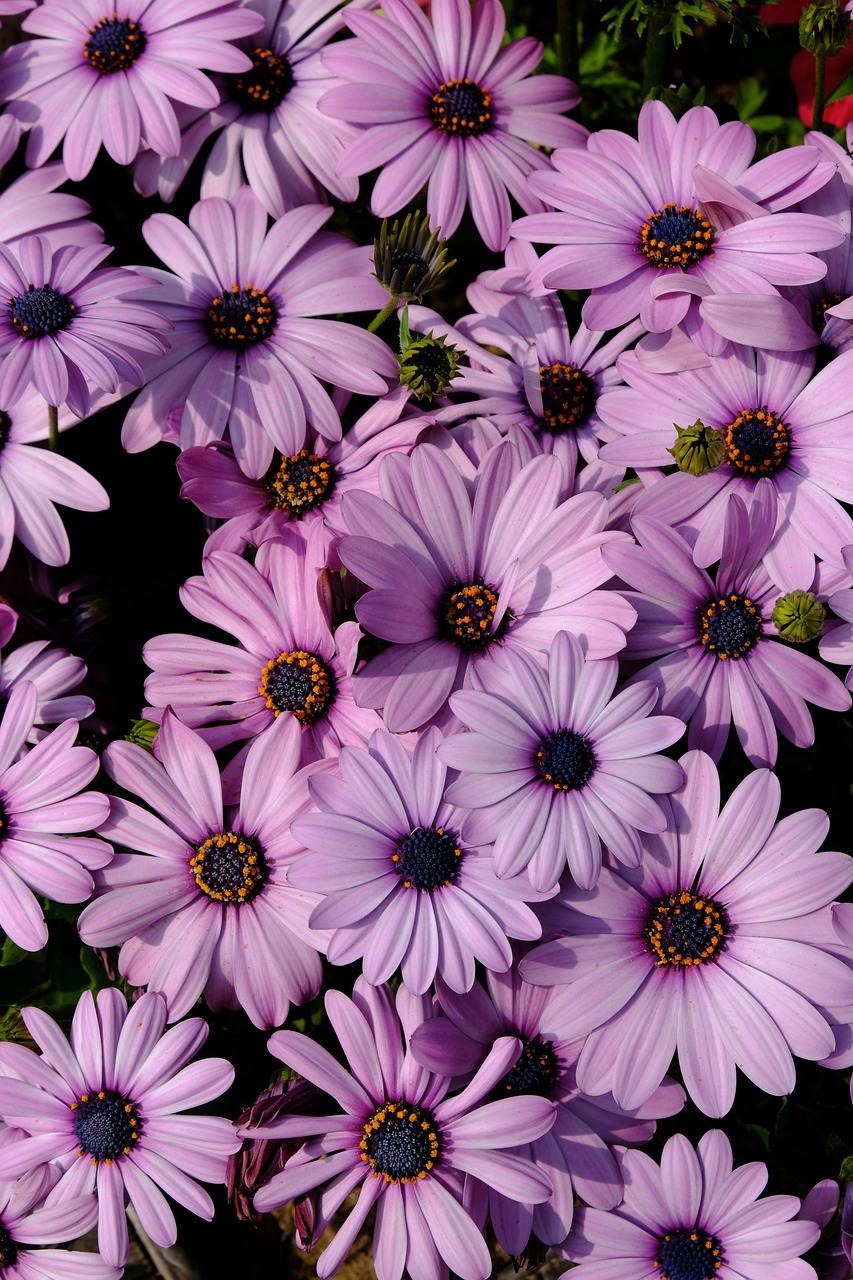 Bunga-Bunga Tanaman Daun Bunga - Foto gratis di Pixabay - Pixabay