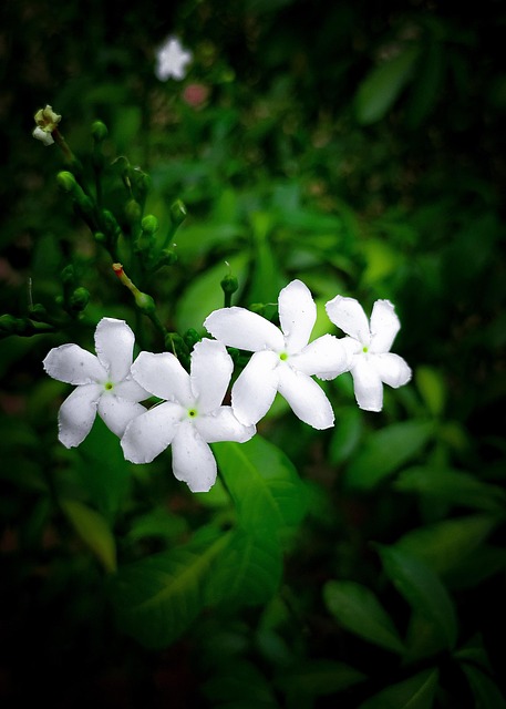 Jasmine Flowers Group - Free photo on Pixabay - Pixabay