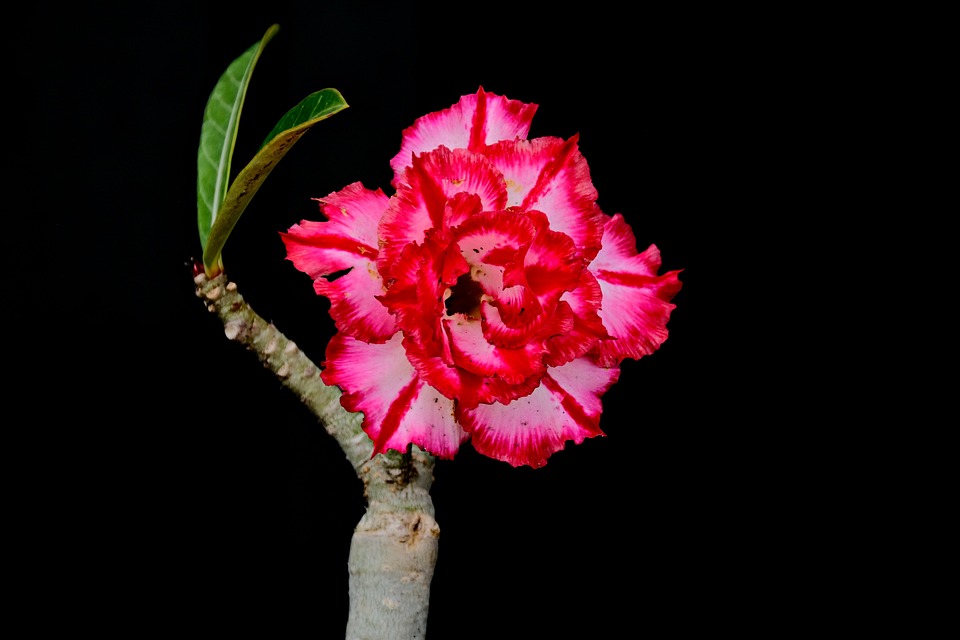 Adenium Bunga Tanaman - Foto gratis di Pixabay - Pixabay
