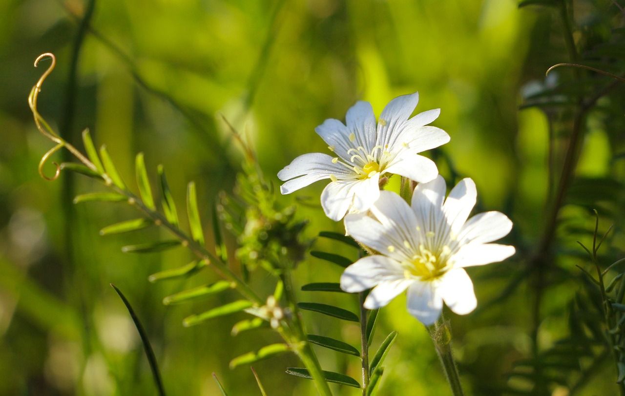 50+ Free Chickweeds & Nature Images - Pixabay