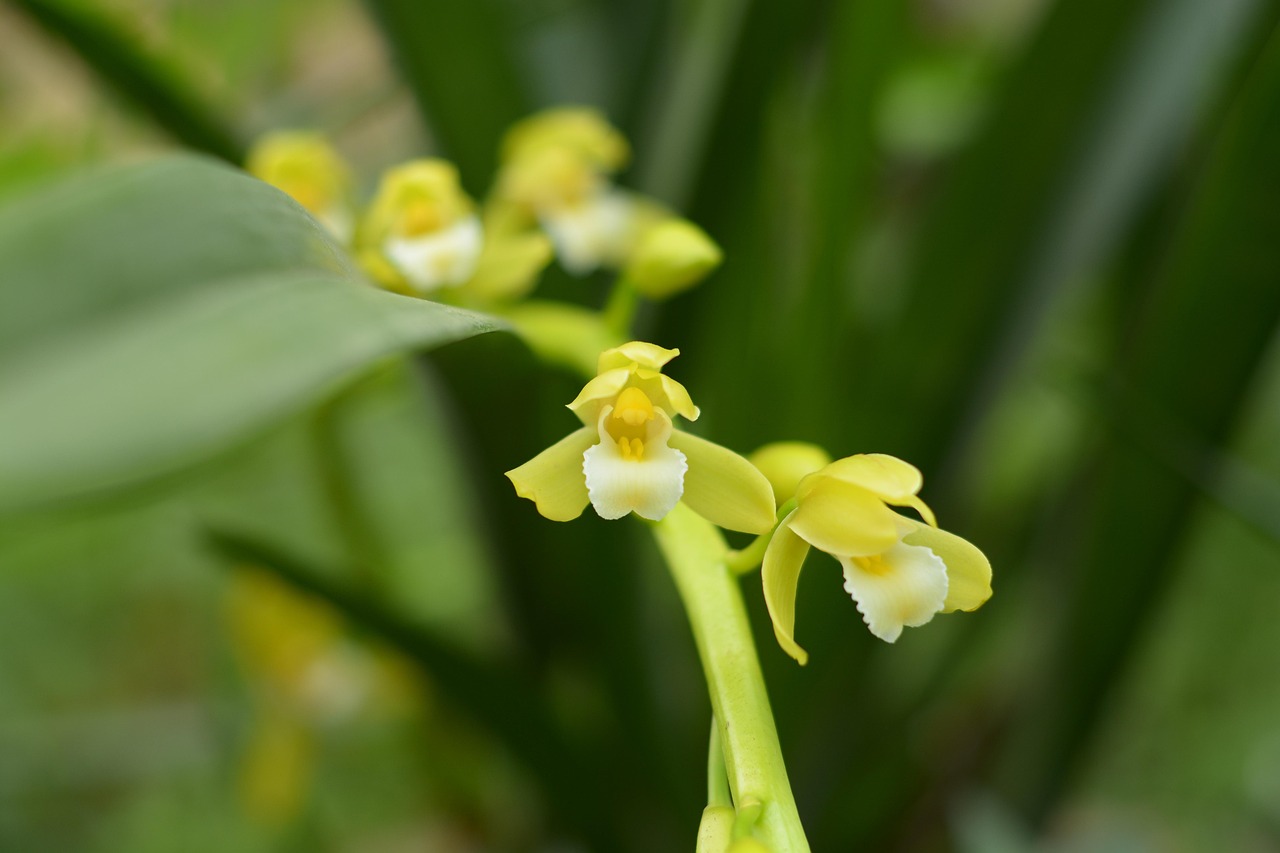 Orchidée Vert Nature - Photo gratuite sur Pixabay - Pixabay