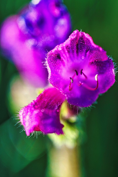 Strobilanthes Flowers Plant - Free photo on Pixabay