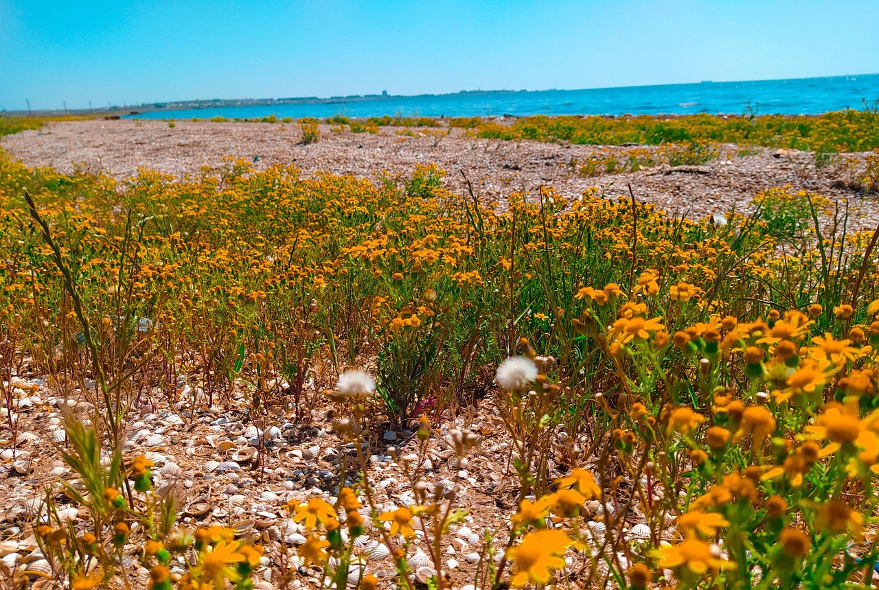 Sea Meadow Wildflowers - Free photo on Pixabay - Pixabay
