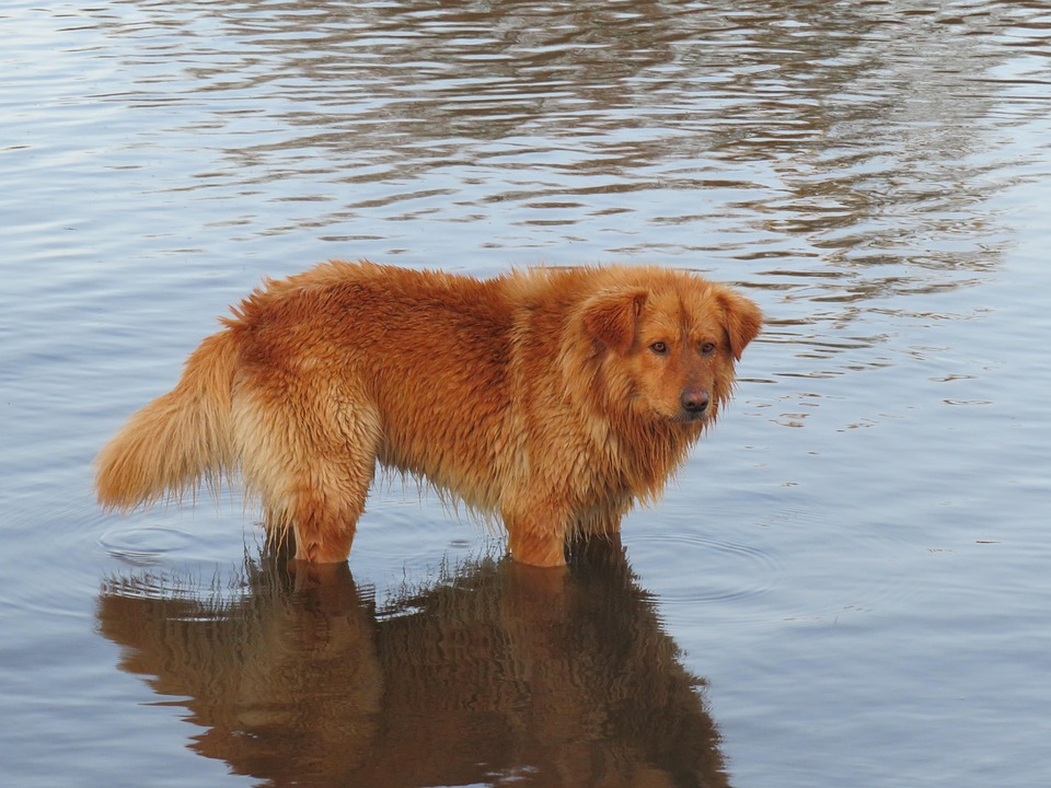 Dog Water Animal Free Photo On Pixabay