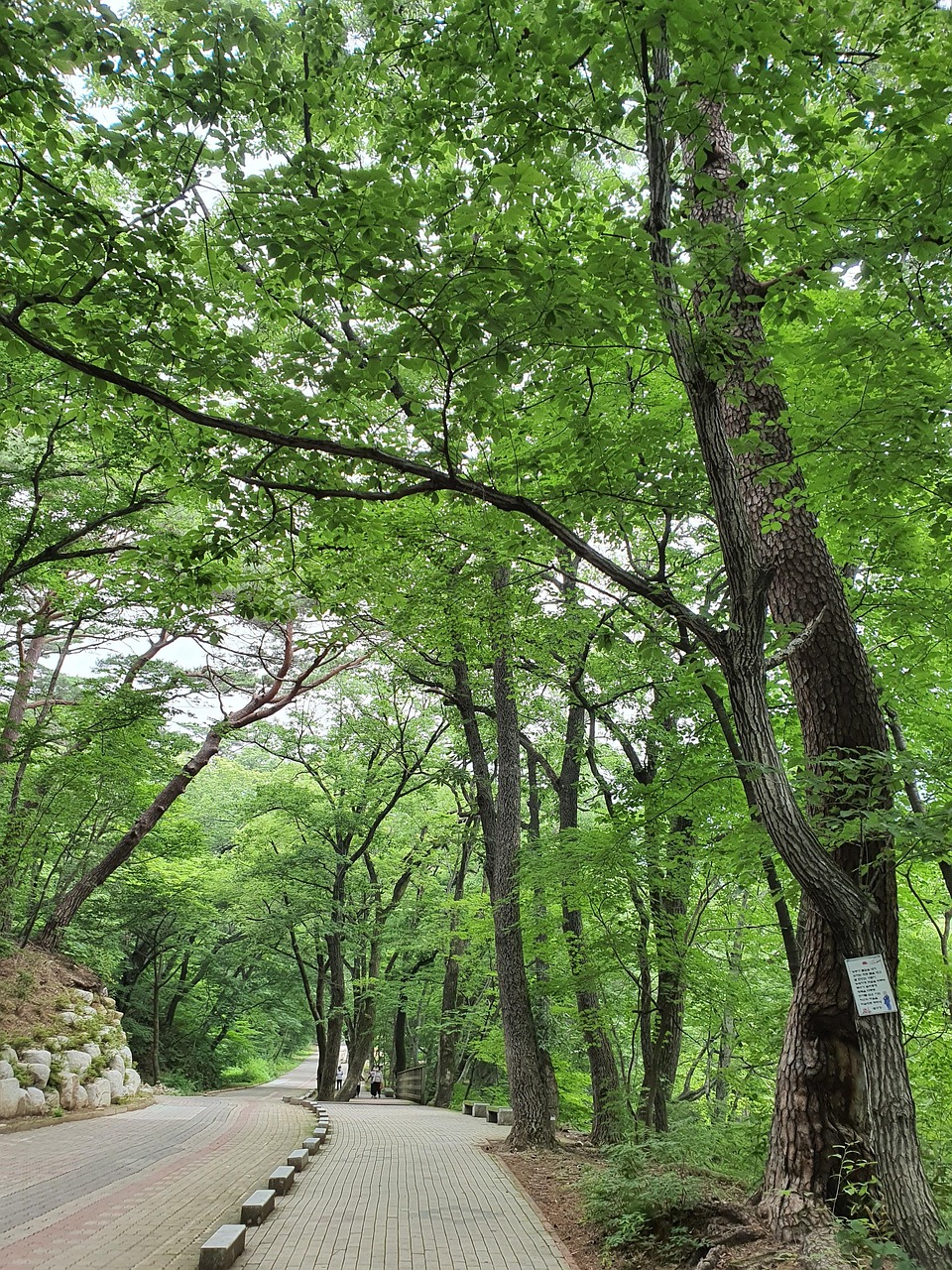 A Green Forest Hiking Trail - Free photo on Pixabay - Pixabay