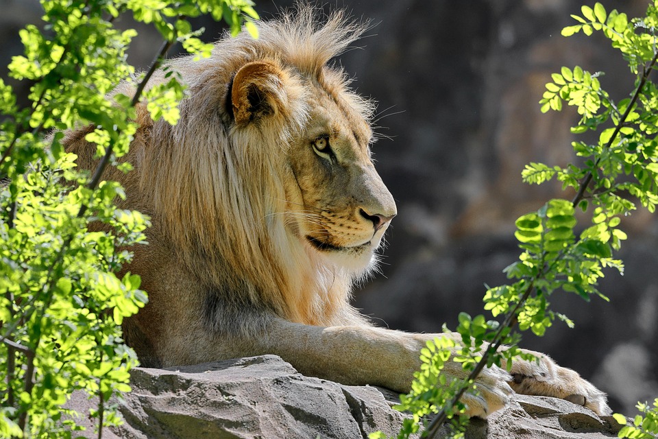 Lion Félin Masculin - Photo gratuite sur Pixabay - Pixabay