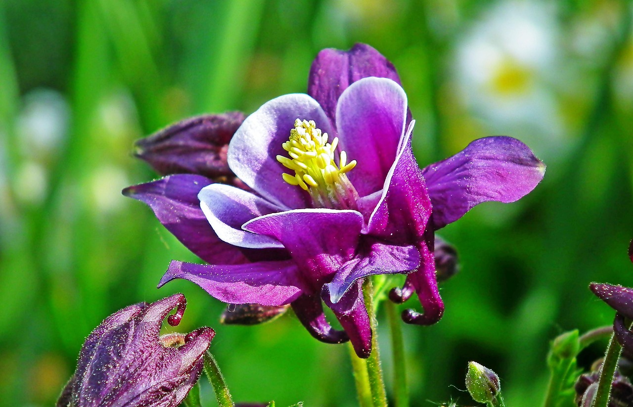 Columbine Flowers Plant - Free photo on Pixabay - Pixabay