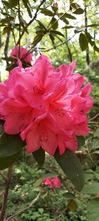 Pinkfarbener Rhododendron Hot Pink - Kostenloses Foto auf Pixabay - Pixabay