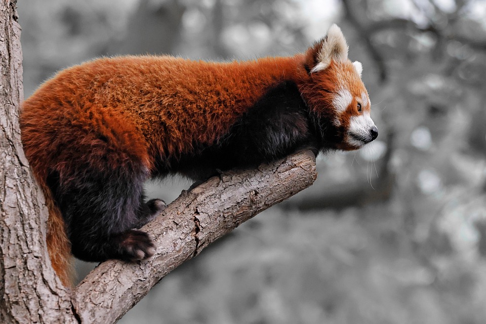 Red Panda Sleeping In A Tree