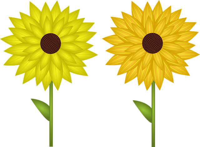 Free Sunflower Vector Art - Download 185+ Sunflower Icons & Graphics ...