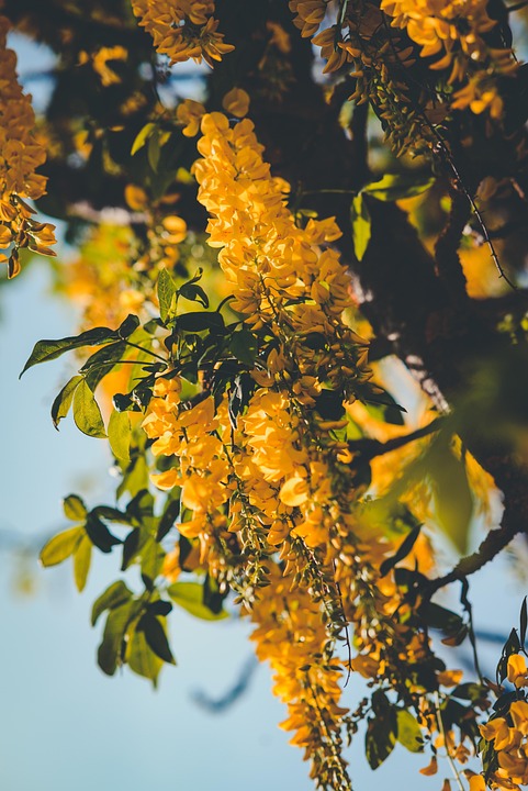 Golden Rain Chain Tree - Free photo on Pixabay - Pixabay