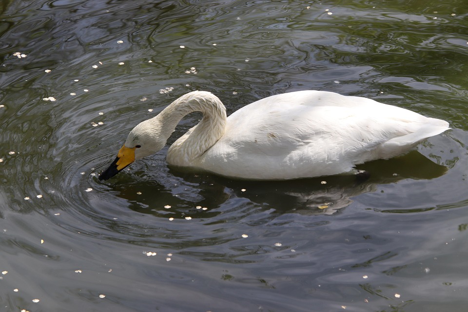 Swan River Bird - Free photo on Pixabay