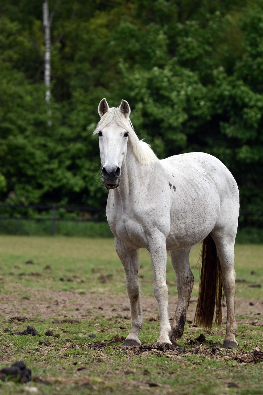 Caballo Animal Pastar - Foto gratis en Pixabay