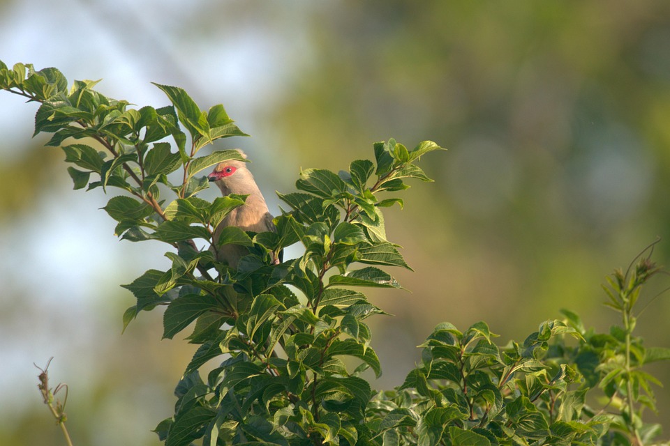 Red-Faced Mousebird Bird Animal - Free photo on Pixabay - Pixabay