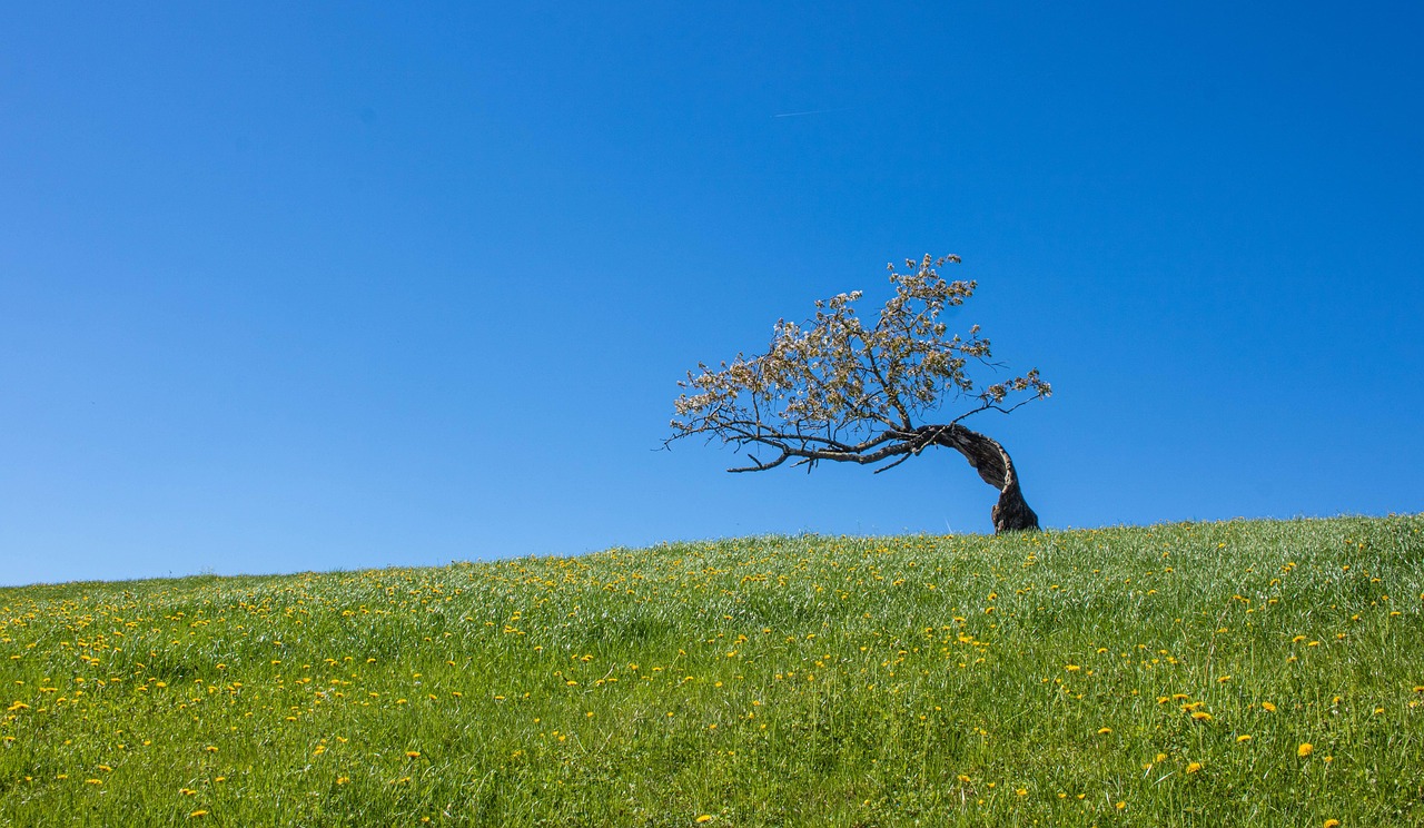 Arbre Prairie Gazon - Photo gratuite sur Pixabay - Pixabay