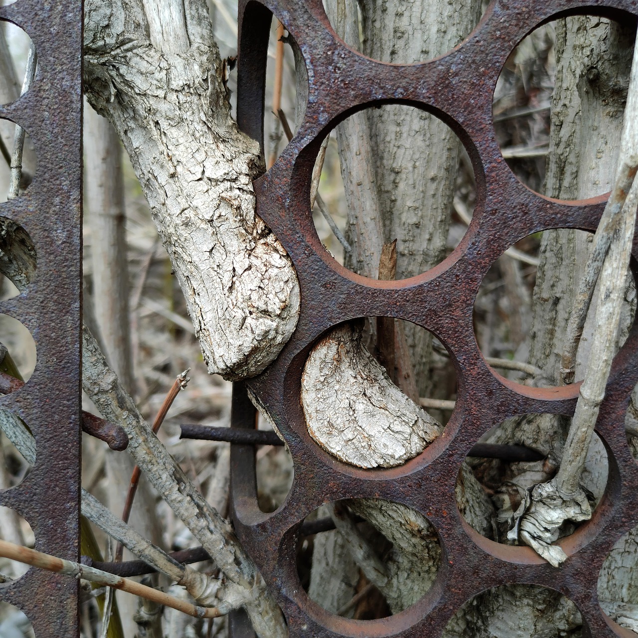 Natureza Árvore Metal - Foto gratuita no Pixabay - Pixabay
