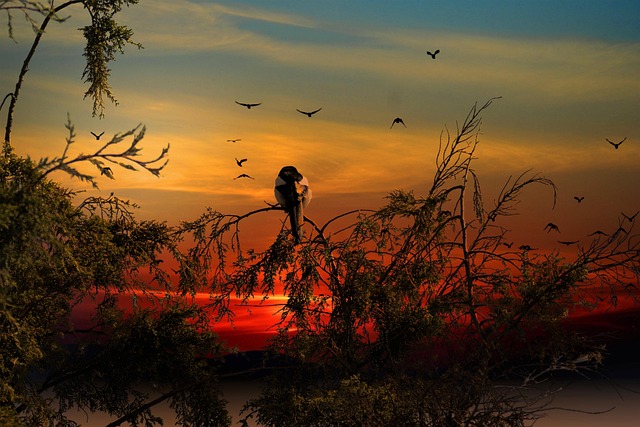 Sunset Bird Trees - Free photo on Pixabay - Pixabay